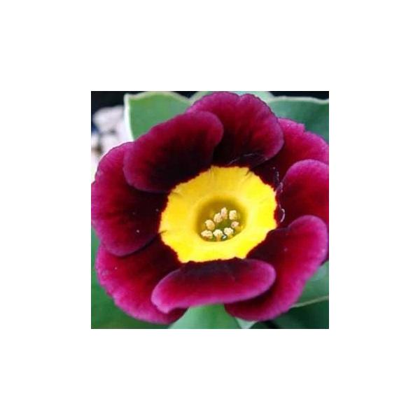 「ジョンスチュワート」は鮮明な赤の花びらに上品なグラデーションが入り、中央は黄色のアルパインオーリキュラです。学名 Primula auricula ‘John Stewart’分類 サクラソウ科サクラソウ属開花期　3〜5月高さ 10〜20...