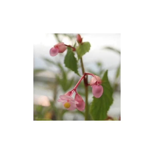 「秋海棠（しゅうかいどう）」は球根性多年草で、夏〜初秋にかけてベゴニアに良く似た花を咲かせます。江戸時代に日本に持ち込まれた園芸植物で、落ち着いた花姿が見目良く茶花にも使われます。葉の形はハート型でボリューム感も出ますので、シェードガーデン...