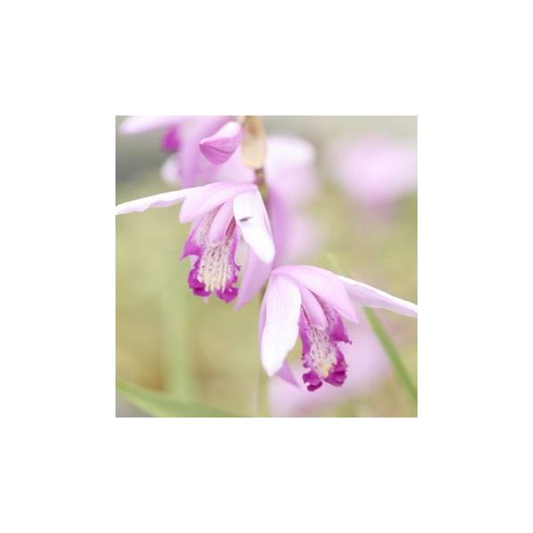 「紫蘭（シラン）」は、春に紫色の花を咲かせるランの仲間です。ランの仲間では例外的に丈夫で、場所も選ばず植えられるので、ランの栽培を始めてみたい方におすすめです。よく増え、花付きも良いので、日向〜半日陰のお庭に群生させても美しいですし、鉢植え...