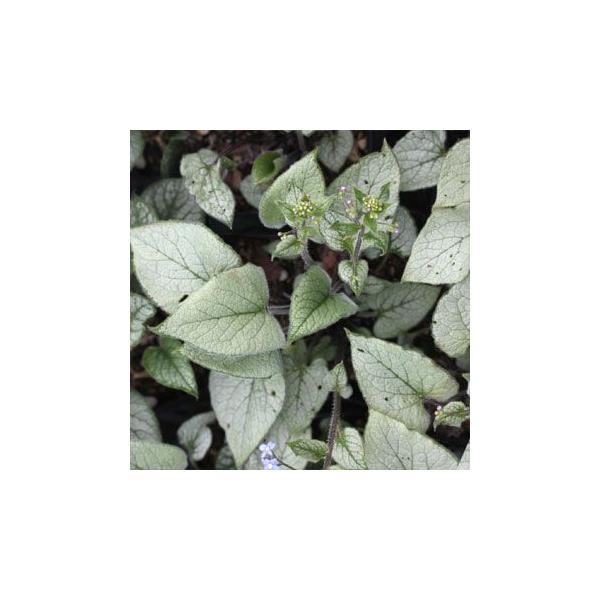 ブルンネラはハート型の葉がこんもりと育ち葉だけでも楽しめるのでカラーリーフとして花壇の縁取りなどにもおすすめの植物です。お花はワスレナグサに似た形のお花を咲かせます。「ルッキンググラス」は青い花を咲かせ、葉はメタリックなシルバーリーフになる...