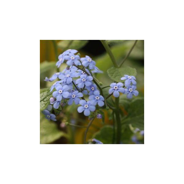 ブルンネラはハート型の葉がこんもりと育ち葉だけでも楽しめるのでカラーリーフとして花壇の縁取りなどにもおすすめの植物です。お花はワスレナグサに似た形のお花を咲かせます。「ジャックフロスト」は青い花を咲かせ、葉はシルバーリーフに緑色の葉脈模様が...