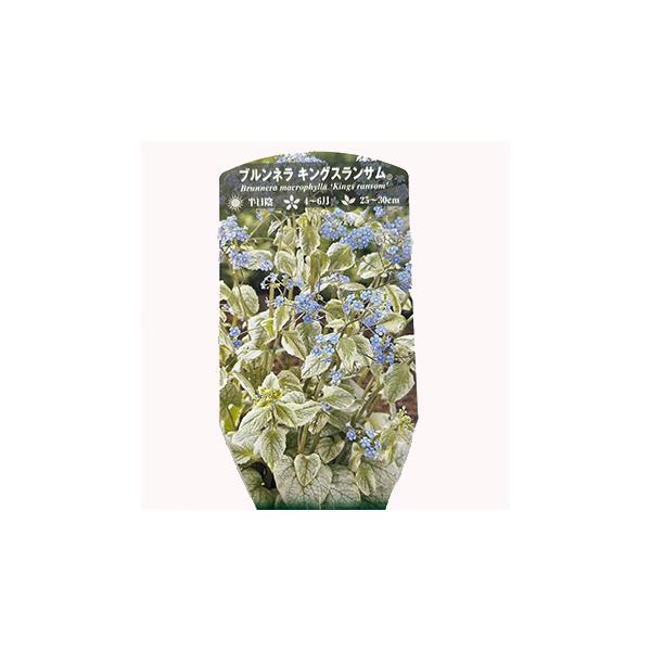 ブルンネラはハート型の葉がこんもりと育ち葉だけでも楽しめるのでカラーリーフとして花壇の縁取りなどにもおすすめの植物です。お花はワスレナグサに似た形のお花を咲かせます。「キングス・ランサム」は青い花で葉はクリーム色〜淡黄色の覆輪になるタイプ。