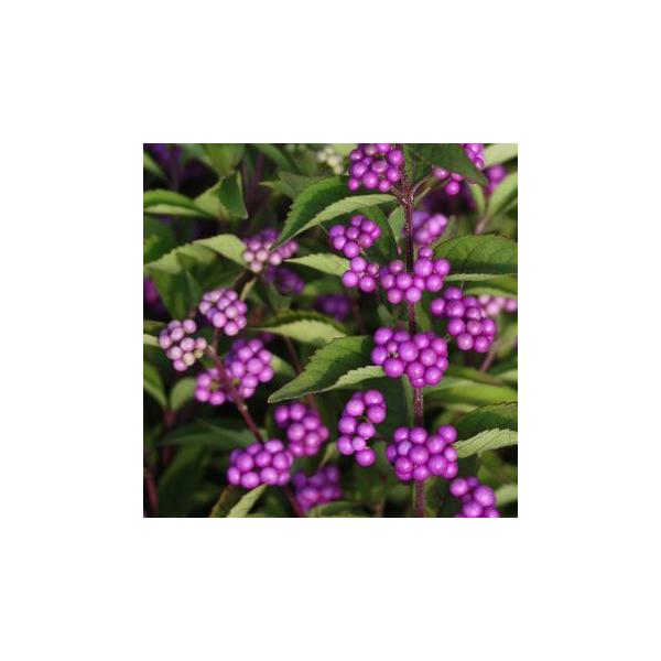 コムラサキは、秋に鮮やかな紫色の実をたくさんつける低木で、花が少なくなる秋の庭を明るく彩ります。「紫式部（ムラサキシキブ）」として流通しますが、実際のムラサキシキブ（Callicarpa japonica）よりも小型で実付が良いのが特徴です...
