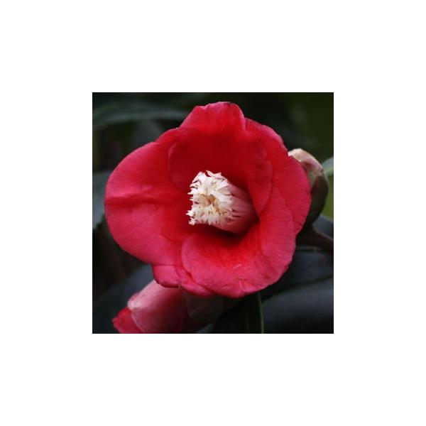 藪椿は太平洋側の海岸から山地にかけての林の中に自生するツバキ科の常緑樹で、茶花や庭木として古くから日本人に愛される花です。「天倫寺月光（てんりんじがっこう）」は松江市内の天倫寺に植栽されていたヤブツバキの根続き枝変わり品種で、濃紅色、猪口咲...