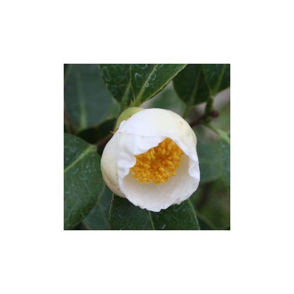 「初嵐（ハツアラシ）」は、晩秋に中輪の白い花を咲かせる品種です。冬に先駆けて白い花を咲かせ、江戸時代から親しまれている品種です。初嵐の別名には「初嵐・嵯峨」と「初嵐・白玉」とがあり、こちらはつぼみが丸く、抱え咲き、花色は白花の「白玉」の方に...