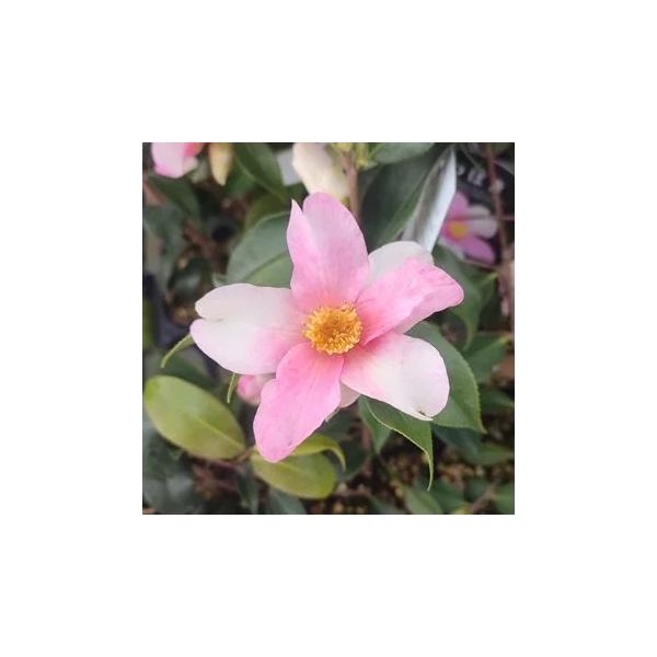 椿「夢（ゆめ）」は、桃色と白の花びらが交互に並ぶ愛らしい花。中国原産・ユーシネンシスとの交配種です。学名 Camellia yuhsienensis x C. hiemalis分類 ツバキ科ツバキ属開花期　1〜2月高さ お届け時：20〜30...