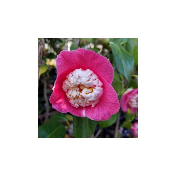 「桃色卜伴（ぼくはん）」は、とても特徴的な唐子咲きの品種で、鮮やかな桃色の花弁と唐子状に変化したおしべの白色との対比が美しい。小輪咲き。■商品詳細学名  Camellia japonica 'Momoiro-bokuhan'分類 ツバキ科ツ...