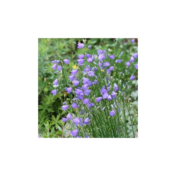 ヒメイトシャジンは、糸のように細い茎に風鈴のように花をたくさんつけます。風にそよぐ姿が人気です。ヨーロッパ、シベリア、北アメリカに分布する丈夫で育てやすい花です。