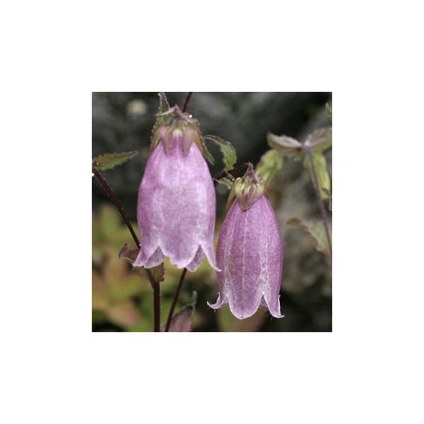 ホタルブクロは「蛍袋」「火垂る袋（ほたるぶくろ）」「穂垂る袋（ほたるぶくろ）」などと表記され、昔この花に子どもがホタルをつかまえては入れて遊んだとか、提灯に似ている（提灯は火垂袋と呼ばれた）とか花の由来はさまざまあります。それだけ日本人に昔...