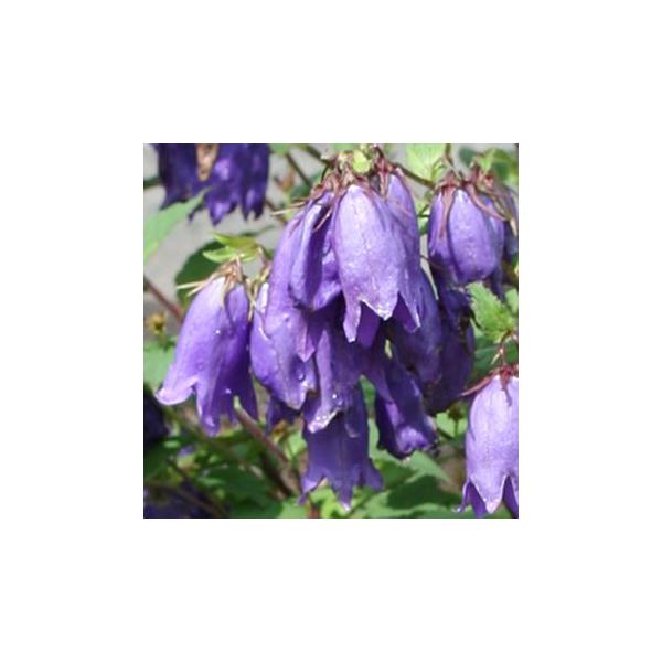 ホタルブクロの濃青紫の品種です。