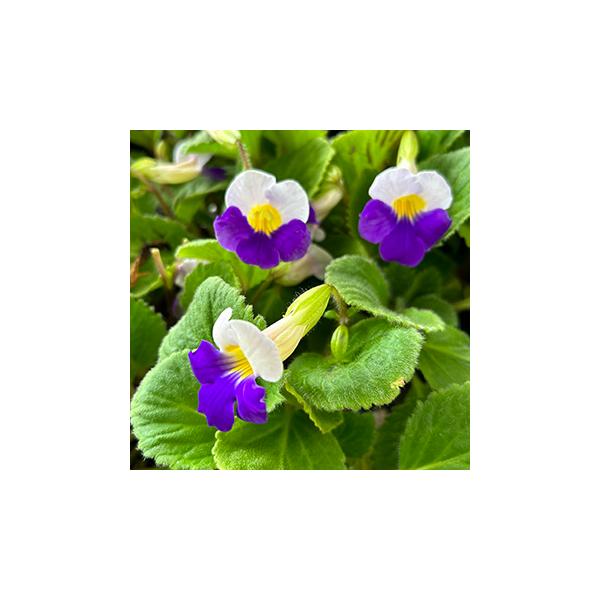 中国雲南省原産のイワギリソウの仲間です。花は上部と下部でで二色に別れ上花弁は白色、下花弁は明るい紫色〜青紫色で雌蕊にある中心部にかけては黄色と色合い豊かな花を咲かせます。花は株に対して大輪で2〜3ｃｍ程ありユニークは色合いで楽しませてくれま...