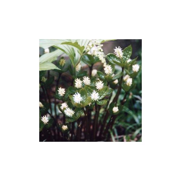 北海道〜九州の山地の林内に生えます。「一人静（ひとりしずか）」の名の由来は、葉の上に花が一輪咲くことから、源義経の愛妾、静御前の舞姿にたとえたもの。花被がなく、長い雄しべがつきだして咲くので花穂はブラシのように見えます。別名・マユハケソウ