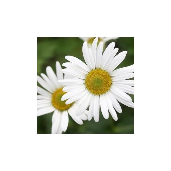 「浜菊（はまぎく）」は、海岸の崖や砂丘に自生するキク科の多年草で、秋〜晩秋までの間、素朴な白花を咲かせる日本固有の野菊です。青森県〜茨城県の太平洋側の海岸に自生しています。英名では「ニッポンデイジー」「モントークデイジー」などの呼び名があり...