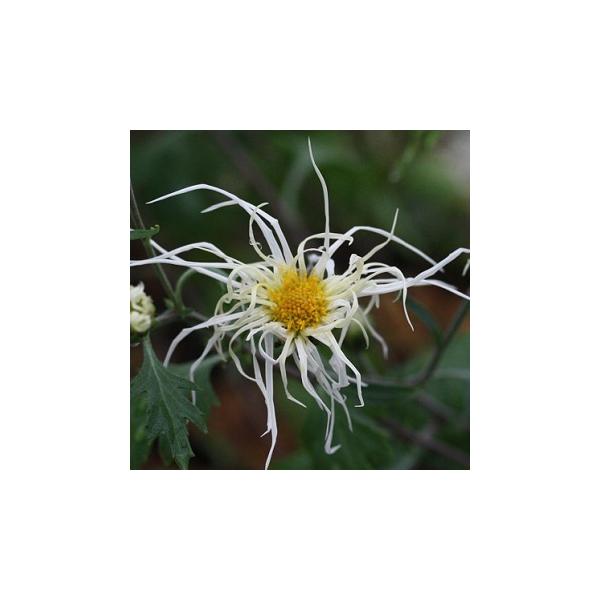 「嵯峨菊（さがぎく）」は京都嵯峨大覚寺にゆかりのある鑑賞菊で、糸のように細い菅弁が特徴的な菊です。花色は黄色、朱色、白などさまざまで、こちらでご紹介する「雪」は白い花を咲かせます。