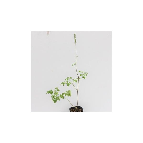 富士山麓に自生する小型タイプのサラシナショウマです。通常のサラシナショウマに比べて小型で全体的に葉で葉の切れ込みが細やかです。花穂も通常種に比べるとやや小さいものとなります。