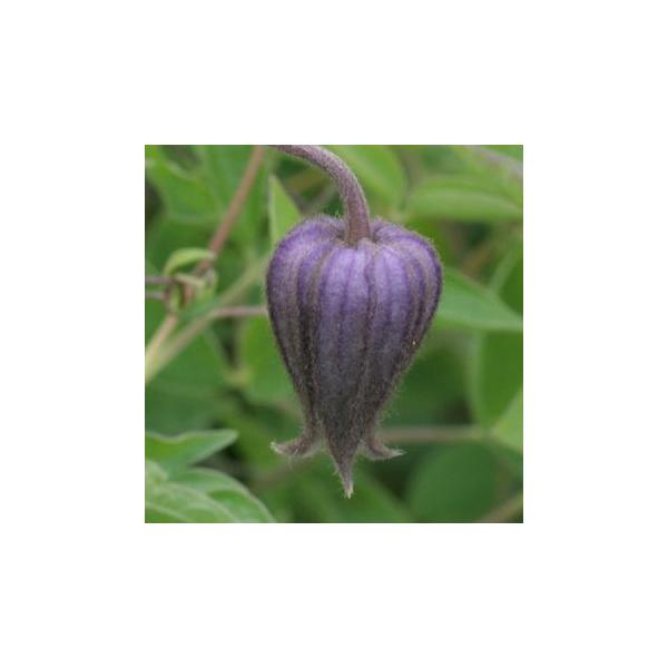 花は細かい黒い毛に覆われ、つぼ型の落ち着いた花です。冬には地上部が全て枯れます。北海道、千島、サハリン、カムチャッカに自生します。別名・エゾハンショウヅル