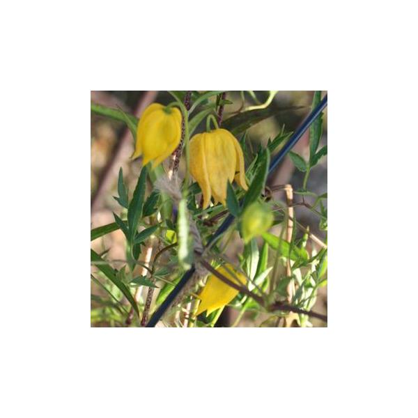 黄色く反り返った花を咲かせる原種のクレマチスです。性質は強く育てやすく、初夏から秋まで花を楽しむことが出来ます。新枝咲き。