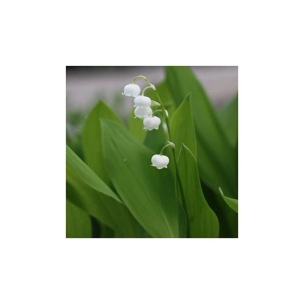 ドイツスズランは、春に鈴のような白い花を数輪咲かせる多年草で、日本のスズランよりも大型で花付きが良く、香りも強いのが特徴です。シェードガーデンや鉢植えにすると素敵です。花後のオレンジ色の実もかわいらしい。別名「西洋スズラン」