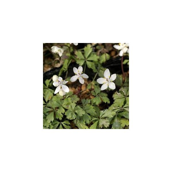 「梅花黄連（ばいかおうれん）」は春先に梅の花に似た白い可憐な花を咲かせる多年草で、葉には光沢があり、常緑、5つに分かれた葉の形から、ゴカヨウオウレン（五加葉黄連）とも呼ばれます。寄せ植えや、シェードガーデンなどに最適です。分布は福島以西〜四国。