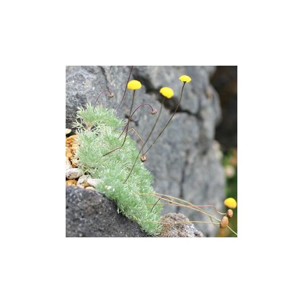 コツラ・ヒスピダは、ふわふわとした銀葉がかわいらしく、グランドカバーや寄せ植えにぴったりの多年草です。針のように細く伸びた花茎の先にころんと丸い筒状花を咲かせるユニークな花。南アフリカ原産。別名「銀葉カゲロウソウ」