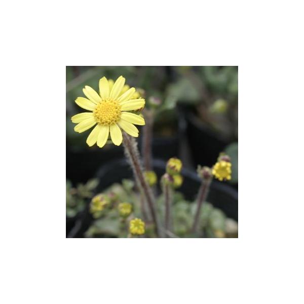 「姫石蕗（ヒメツワブキ）」は、その名の通りツワブキを小型にしたような姿の植物です。中国雲南省原産で、ミニチュアのフキのような葉や茎には沢山の毛が生えます。開花期が長く、うまく育てれば春から秋まで花が楽しめる四季咲きタイプで、寄せ植えにも合わ...