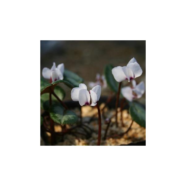 「シクラメン・コウム」はシクラメンの原種で、トルコ、イスラエル、シリア、レバノンに分布します。こちらはコウムの白花です。草丈5cm程度と小さいですが、小さな花をたくさん咲かせ可愛らしい品種です。クリスマスローズなどと一緒に冬のガーデニングに...