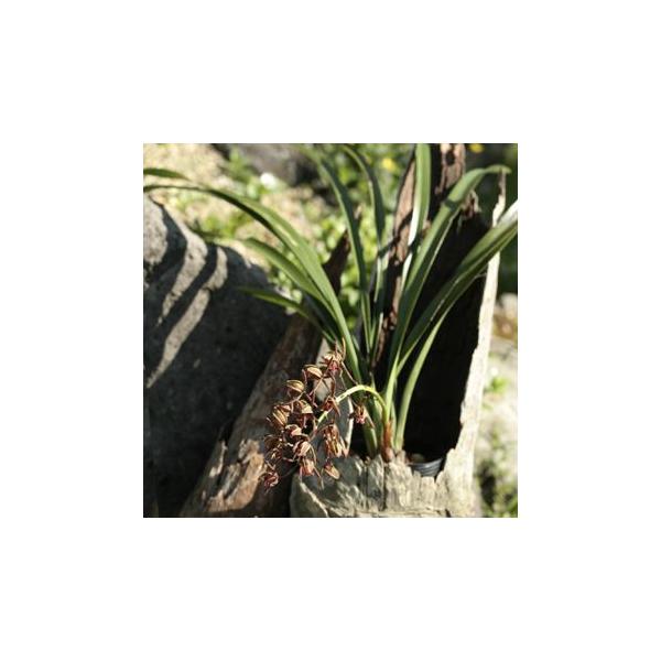 「金稜辺（きんりょうへん）」は、中国南部原産のシンビジウムの一種で、室町時代に日本に渡来し、育てられてきた古典園芸植物です。花色は赤褐色でアーチ状に伸ばした花茎に花をたくさんつけます。日本ミツバチを引き寄せる特有の香り（フェロモン）を持つの...