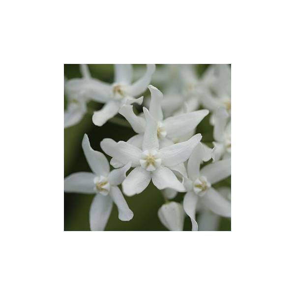 草橘は、初夏に橘の花に似た白い花をたくさん咲かせます。和風・洋風どちらのお庭にも良く合います。本州（関東地方以西）、四国の山地に自生します。