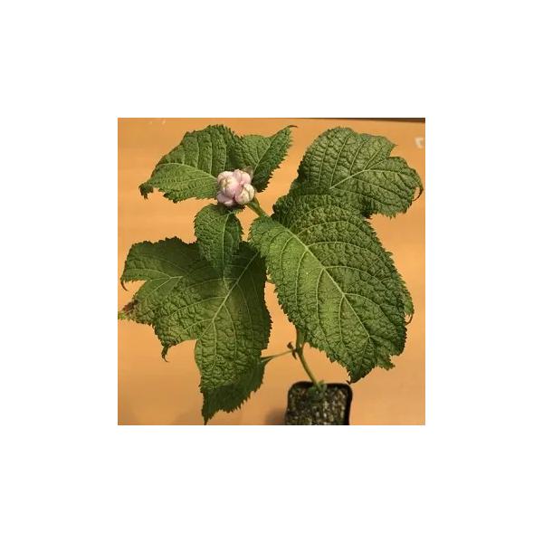 「銀梅草（ぎんばいそう）」は、梅の花に似た丸弁の花を夏に咲かせる多年草で、花は大きな両性花と、小さな装飾花とが咲きます。関東以西の本州、四国、九州に分布し、シェードガーデンにおすすめです。こちらは淡桃色の花を咲かせるタイプです。学名 Dei...