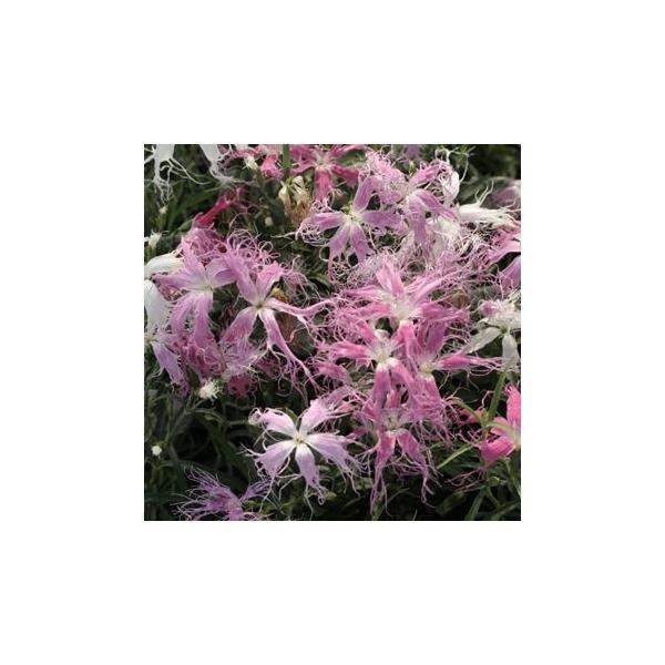 「伊勢撫子（イセナデシコ）」は日本のカワラナデシコと中国のセキチクの園芸交配種で、花弁が長く垂れ下がる幽玄な姿が美しい撫子です。交配の歴史は江戸時代にさかのぼり、三重県の松阪