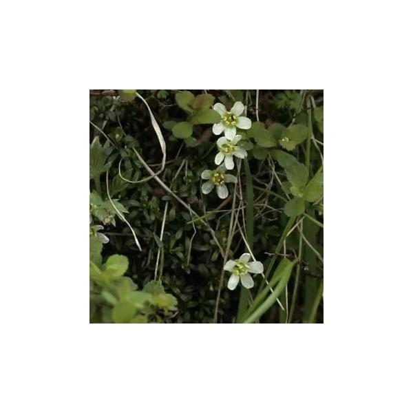 北海道、本州（中部、北部）、東北アジアの高山に生える常緑小低木で、へら型、革質の葉を密につけて地面を這うように増えます。花は梅の花に似ていて、それが和名の由来になっています。秋の紅葉も美しいです。別名・フキヅメソウ、スケロクイチヤク学名 D...