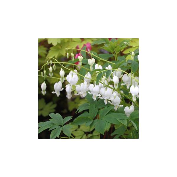 「鯛釣草（たいつりそう）」の名前は、花の咲き方が釣竿にぶら下がった鯛のように見えることからつけられた名で、一列に並んだ魚の形がユーモラスな花です。別名の「華鬘草（けまんそう）」は仏殿の装飾「華鬘」に形が似ることから。