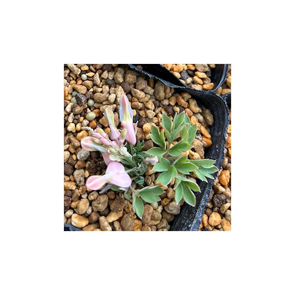 タイツリソウの新色で淡い桃色の花を咲かせます。一般のタイツリソウに比べコンパクトにまとまる特徴があります。農林水産省登録品種　登録番号30810学名 Dicentra spectabilis ‘Cupid’分類 ケシ科コマクサ属開花期　4〜...