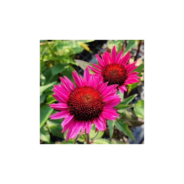 エキナセアは、和名を「ムラサキバレンギク」とも言い、力強くカラフルな色彩が楽しめる夏の代表的な宿根草です。切花として楽しめる他、花の中央（筒状花）が盛り上がるユニークな姿を活かして、花が散っても筒状花分をドライフラワーとして利用できます。フ...