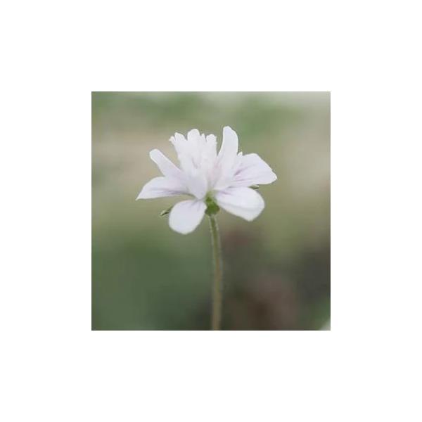 大輪オランダフウロの八重咲き白花品種。花弁が多いタイプです。学名：Erodium×Variabile分類：フウロソウ科エロディウム属開花期：3〜6月高さ：5〜10cm耐寒性：強い備考※植物には個体差があり、それぞれ花つき、花色、枝ぶりなどが...