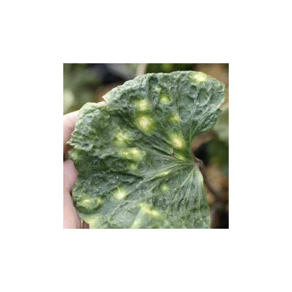 ツワブキは「艶のある蕗（ふき）」というのが語源といわれ、本州（福島県、石川県以南）四国、九州、朝鮮半島、中国に自生するキク科の植物です。変異種が出やすく、葉芸を珍重されて古くから栽培されてきました。「鬼笑」は縮緬、蛍斑の品種です。学名 Fa...