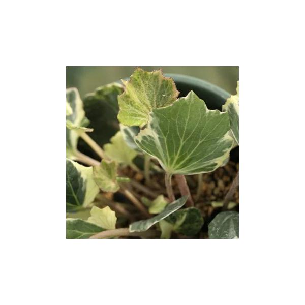 ツワブキは「艶のある蕗（ふき）」というのが語源といわれ、本州（福島県、石川県以南）四国、九州、朝鮮半島、中国に自生するキク科の植物です。変異種が出やすく、葉芸を珍重されて古くから栽培されてきました。「乱扇」は扇型の葉に黄斑が入る品種です。※...