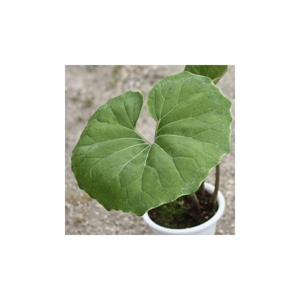 ツワブキは「艶のある蕗（ふき）」というのが語源といわれ、本州（福島県、石川県以南）四国、九州、朝鮮半島、中国に自生するキク科の植物です。変異種が出やすく、葉芸を珍重されて古くから栽培されてきました。「砂子」は葉に砂子斑が入る品種です。葉の斑...