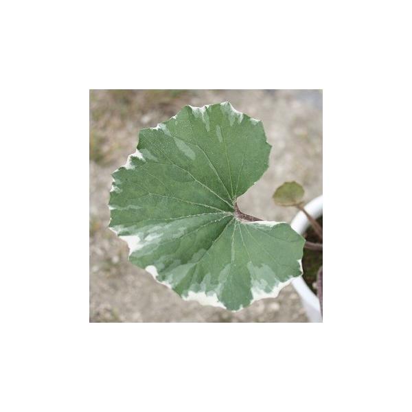 ツワブキは「艶のある蕗（ふき）」というのが語源といわれ、本州（福島県、石川県以南）四国、九州、朝鮮半島、中国に自生するキク科の植物です。変異種が出やすく、葉芸を珍重されて古くから栽培されてきました。「浮雲錦（うきぐもにしき）」は葉に白い斑が...