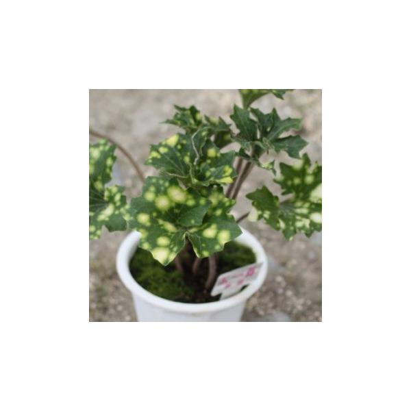 ツワブキは「艶のある蕗（ふき）」というのが語源といわれ、本州（福島県、石川県以南）四国、九州、朝鮮半島、中国に自生するキク科の植物です。変異種が出やすく、葉芸を珍重されて古くから栽培されてきました。「神鏡（しんきょう）」は切れ込みのある葉に...