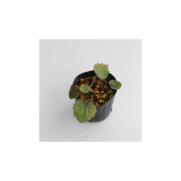 九州（屋久島、種子島）に分布する多年草。ツワブキとカンツワブキの交雑品種。