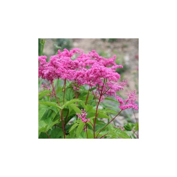 「京鹿子（きょうがのこ）」は細かな花の集まりが京染めの鹿の子絞りに似ていることからつけられた名です。葉はモミジのように切れ込み、日向、日陰どちらでも利用できます。