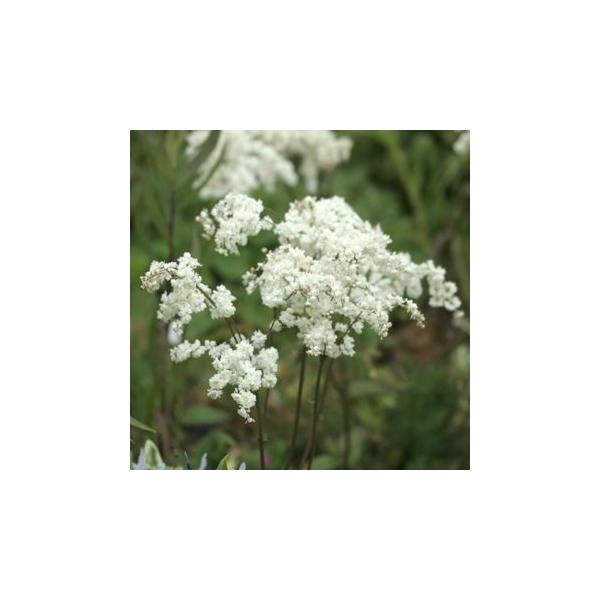 ロクベンシモツケは、初夏にふわふわとした八重咲きの小花をたくさんつけます。葉はノコギリソウのようなギザギザとした葉です。