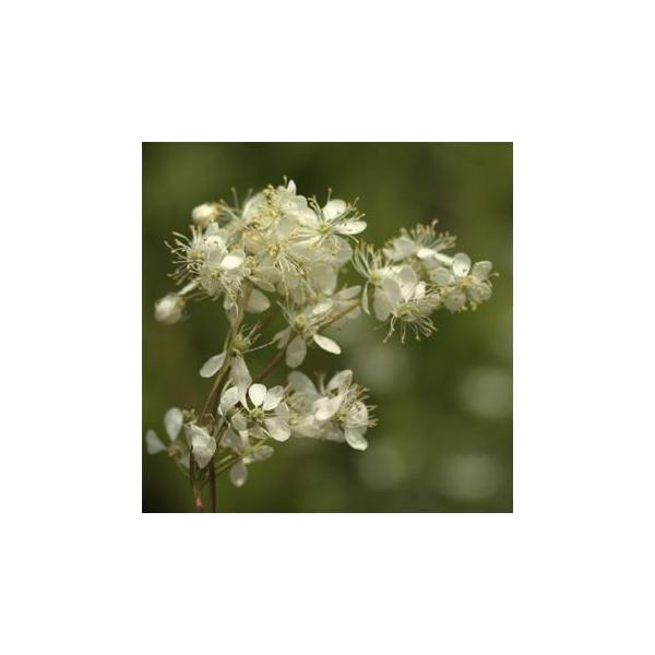 ロクベンシモツケは、初夏にふわふわとした白い小花をたくさんつけます。葉はノコギリソウのようなギザギザとした葉です。