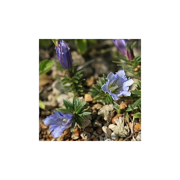 「屋久島竜胆（ヤクシマリンドウ）」は、屋久島の高山の岩上に生える小型のリンドウで、葉は細く短く、夏ごろに水色の花を咲かせます。寒さに強く、小型のリンドウの中では育てやすいタイプです。※2枚目は、開花期の苗の参考画像です。※3枚目は、冬〜春の...