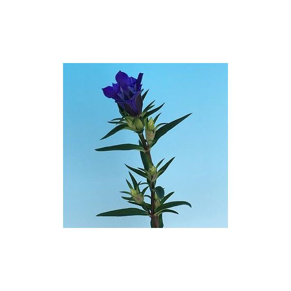 秋の山野草を代表する草花の一つ。丈は20〜100ｃｍと年数や状態により幅はあります。本州、四国、九州と日本各地に幅広く分布し秋の野山を賑やかに楽しませてくれる秋の山野草です。基本色は爽やかな青紫の筒状の美しい花を長い茎の先端に複数付けます。...