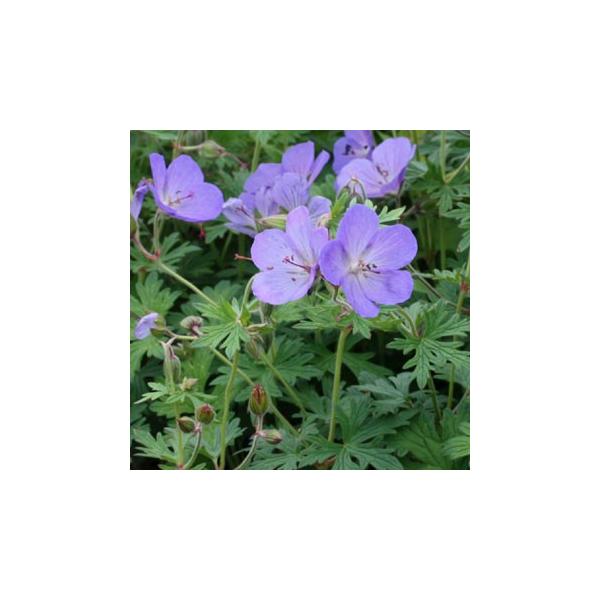 透んだ青紫色の花を咲かせます。花が長く夏中咲いている人気の園芸品種です。