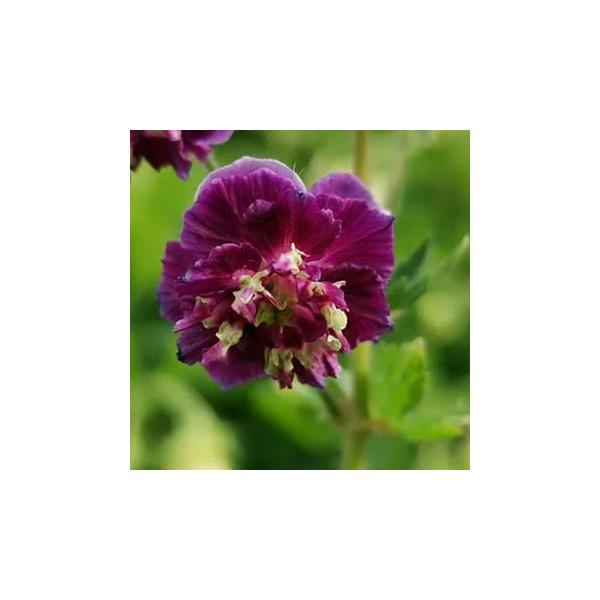 背が高くボリュームの出るタイプなのでボーダーに最適です。紫がかった黒花を咲かせます。花期が長く、春から夏まで楽しめる品種です。ヨーロッパ南部、中央部、西部の林や亜高山の草原に生えます。ゲラニウム・ファエウムの八重咲きタイプです。学名 Ger...