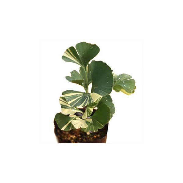 珍しい掃込斑の入るイチョウです。斑の安定した古くからある秀品。大きく育ててシンボルツリーにもおすすめです。接木苗です。学名 Ribes uva-crispa分類 イチョウ科イチョウ属開花期　‐高さ お届け時の樹高：約10cm　成長時：〜20...