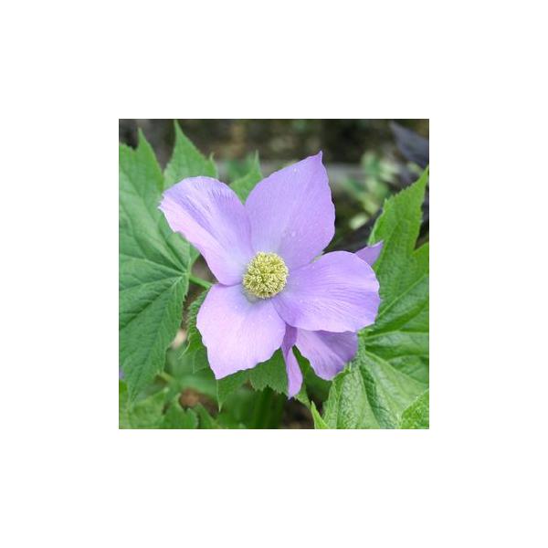 「白根葵（しらねあおい）」は、日本の山野草を代表する花で、春先に桃色から薄紫の大きな花を咲かせます。北海道〜本州（中部、北部）の山地〜亜高山の草地や明るい林内に生えます。和名の由来は、日光の白根山に多く自生することから。